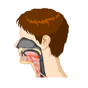 Tongue_Lab_Langue_anatomie-01 - Tongue Lab Academy